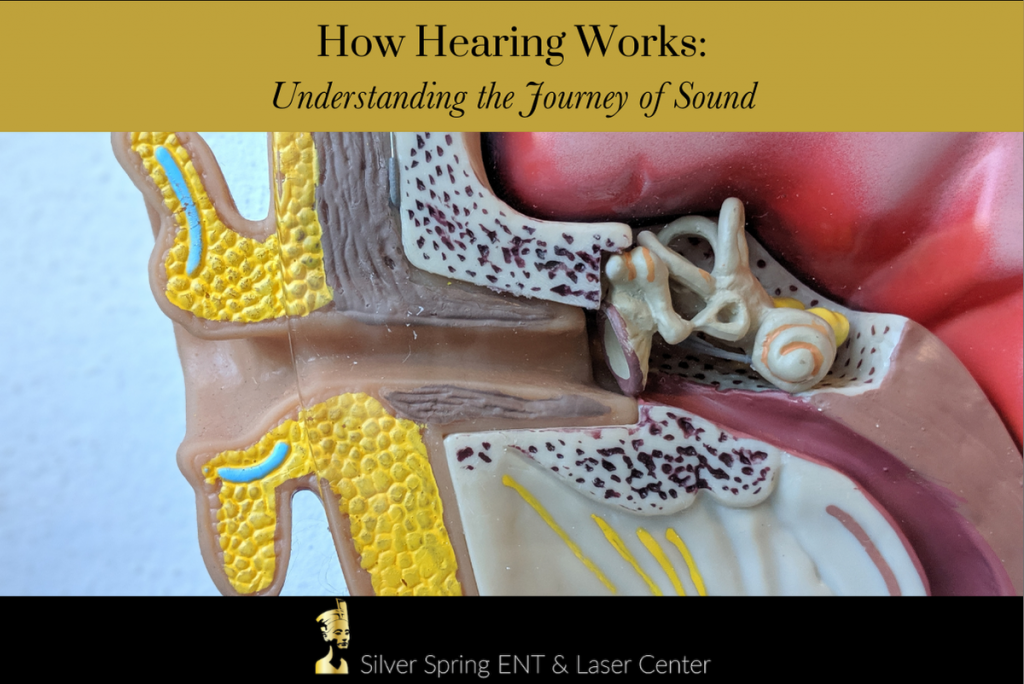 How Hearing Works: Understanding the Journey of Sound | Silver Spring ...